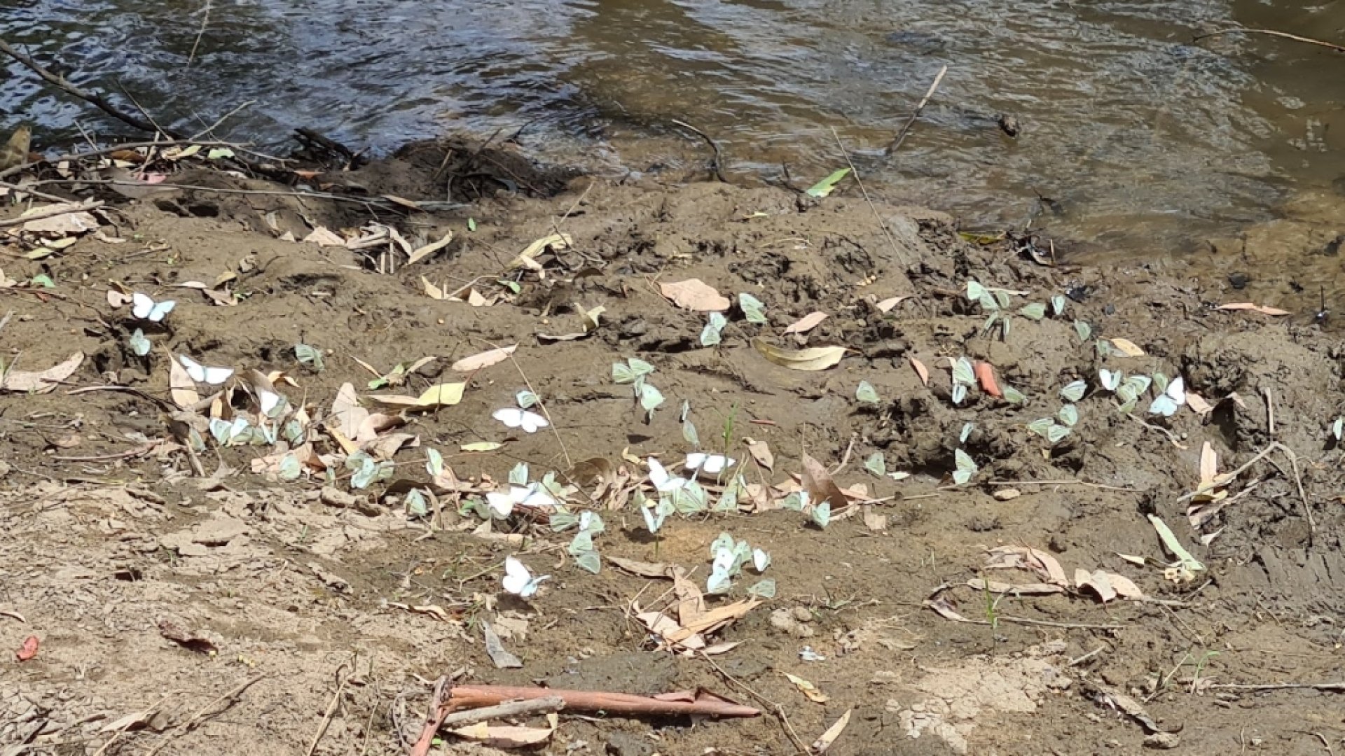 Kohlhagens Beach, State of New South Wales: Information and Reviews